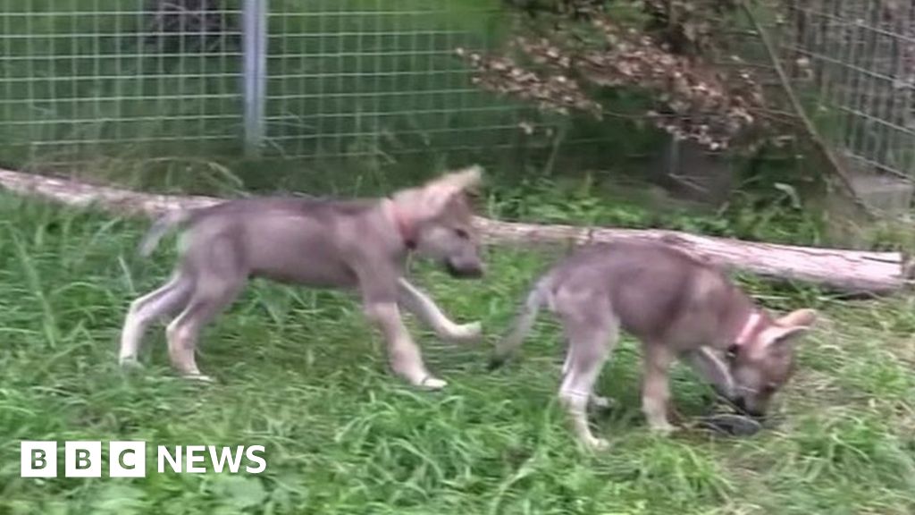 Wolf cub pack arrives in UK - BBC News
