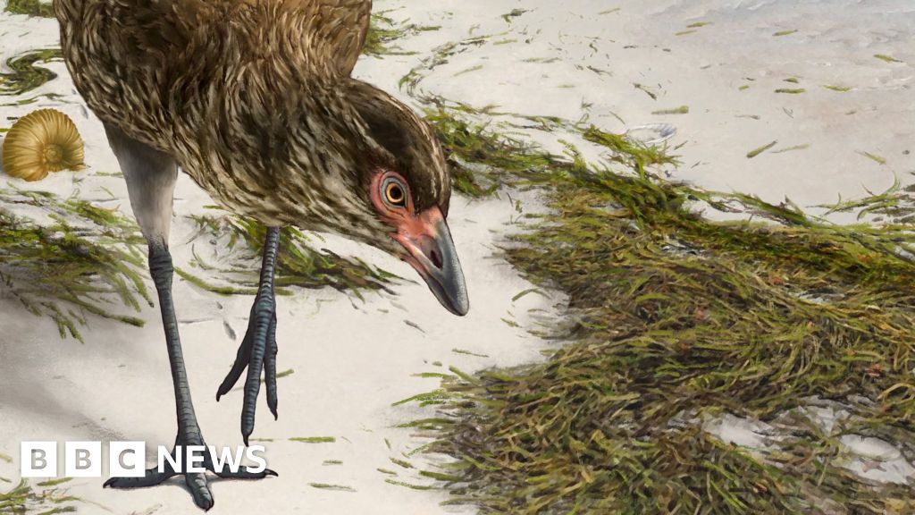 Fossil 'wonderchicken' could be earliest known fowl