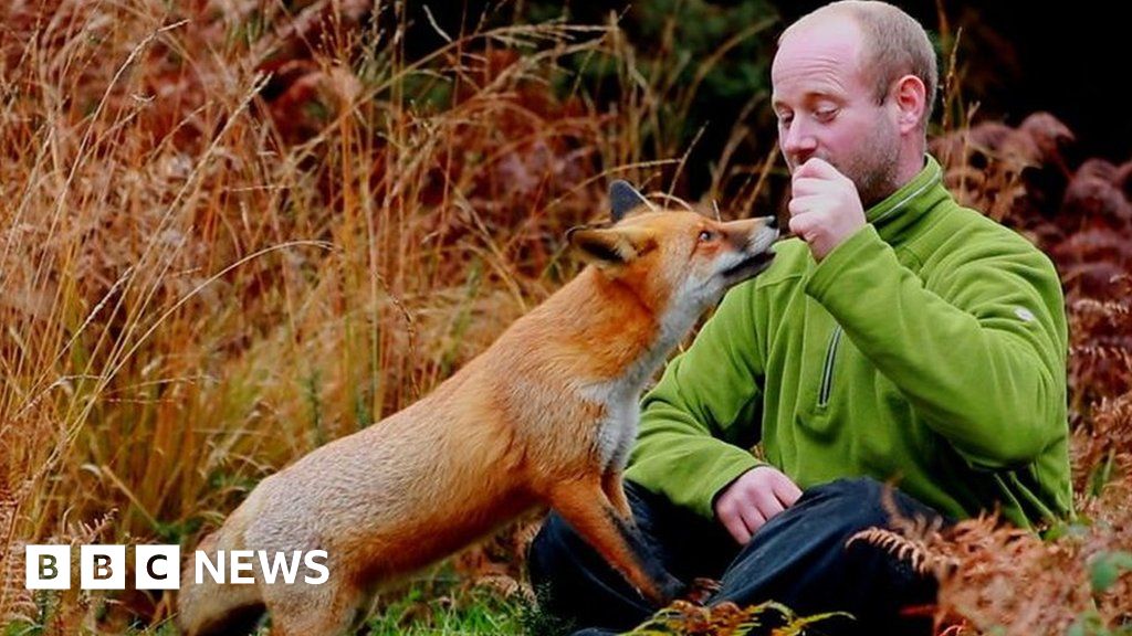 The fox and the photographer: a touching friendship - BBC News