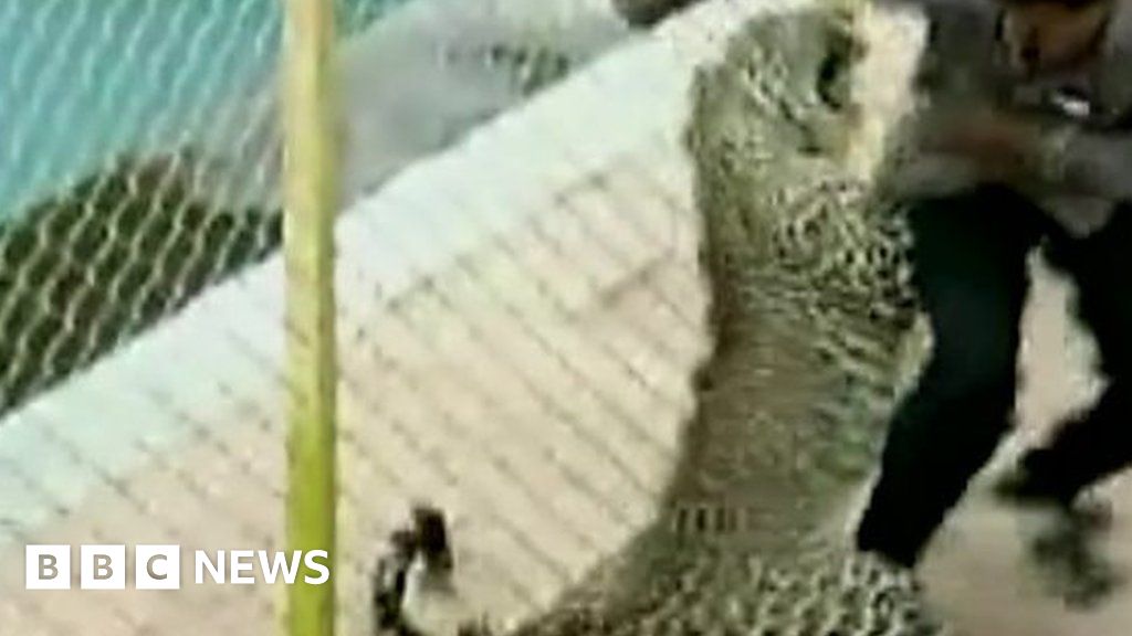 Leopard wreaks havoc in school in India - BBC News