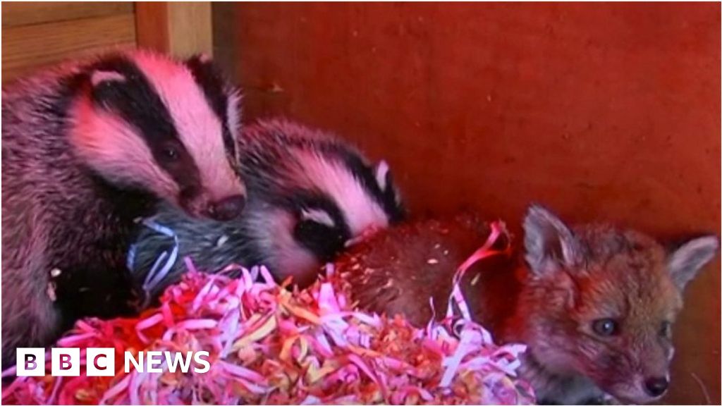 Whitby Wildlife Sanctuary fox befriends badgers - BBC News
