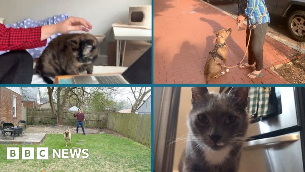 Coronavirus: What will happen to pets after lockdown?