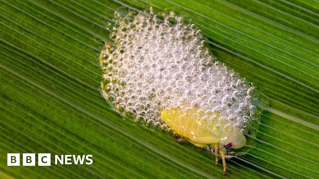 Bug hunt: Volunteers needed to spot insect's 'spittle'