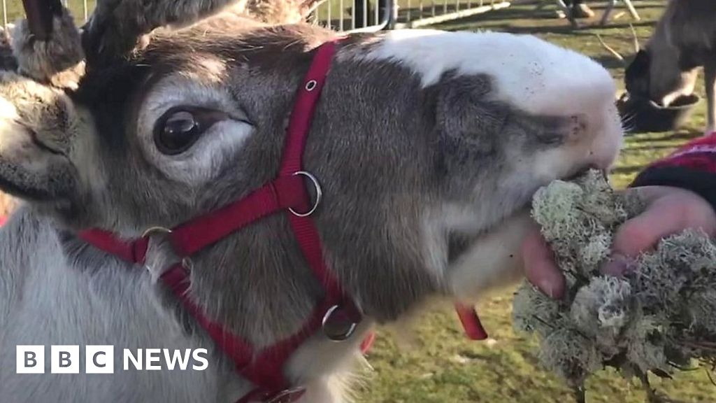 Meet the free range reindeer that tour the UK - BBC News