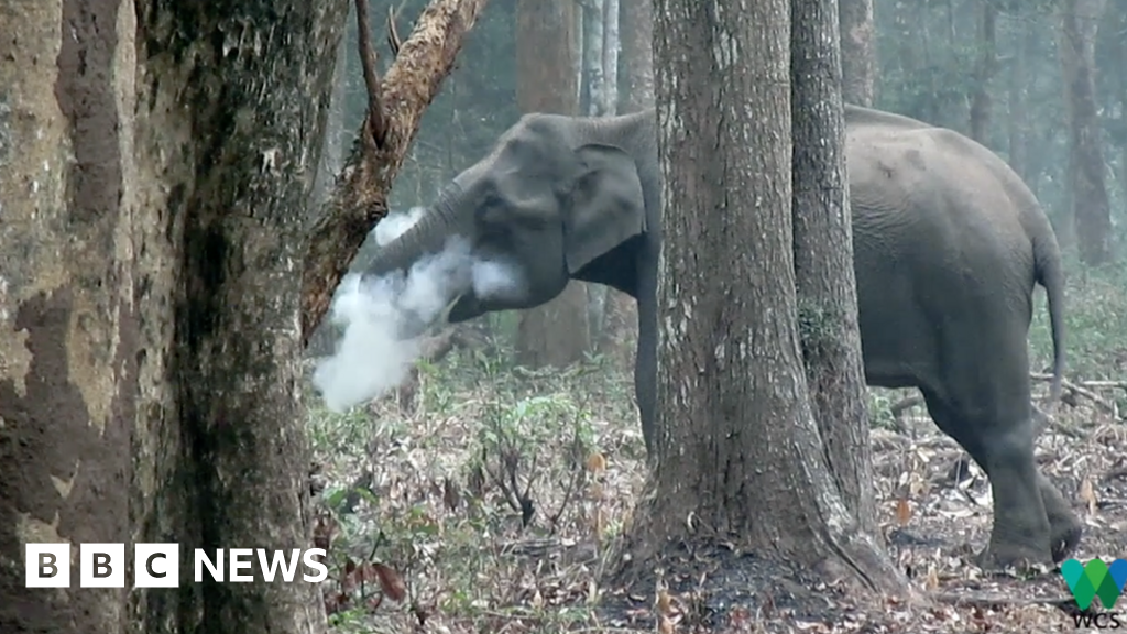 'Smoking' elephant in India baffles experts - BBC News