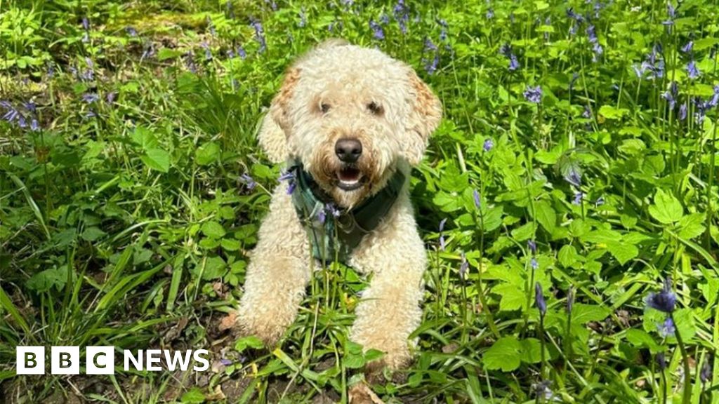 Oliver Voysey heartbroken after missing cockapoo Bob found dead - BBC News