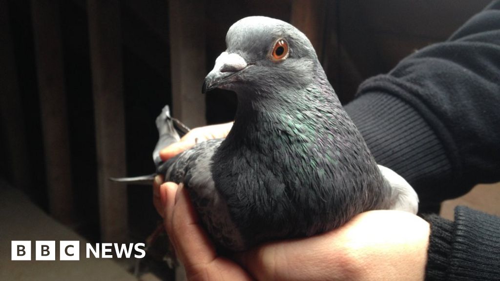 Queen's pigeon found lost and exhausted in East Lothian - BBC News