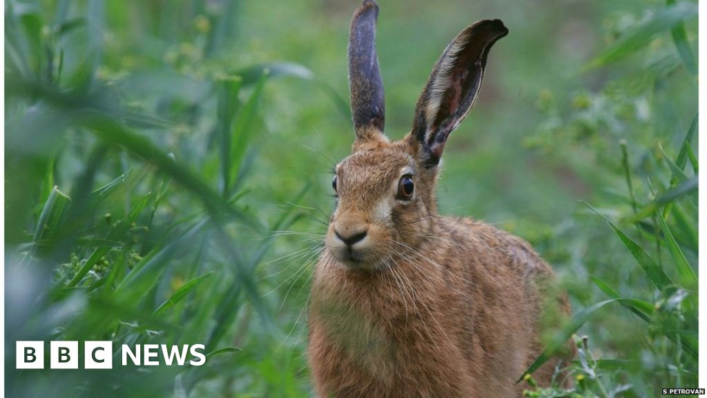 Biomass crop acts as refuge for brown hare - scientists - BBC News