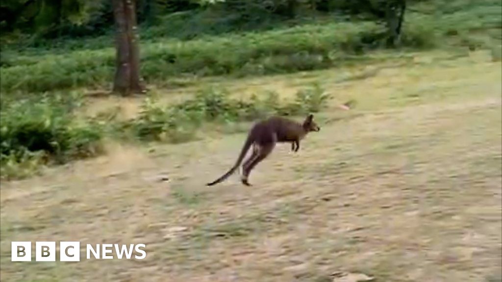 Walker's surprise as wallaby bounces past her in Somerset - BBC News