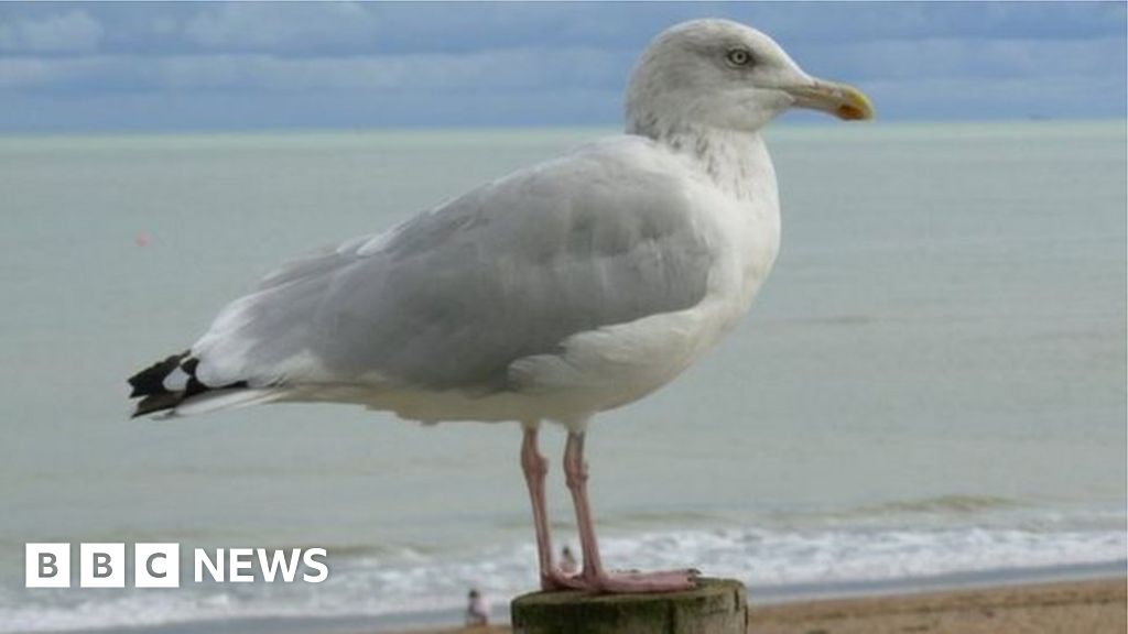 'Scare birds' idea to tackle Denbighshire seagulls - BBC News