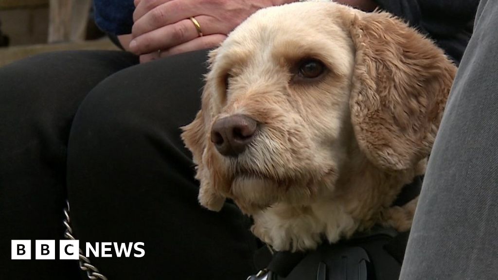 Concert designed for dogs shown at The Brighton Festival - BBC News