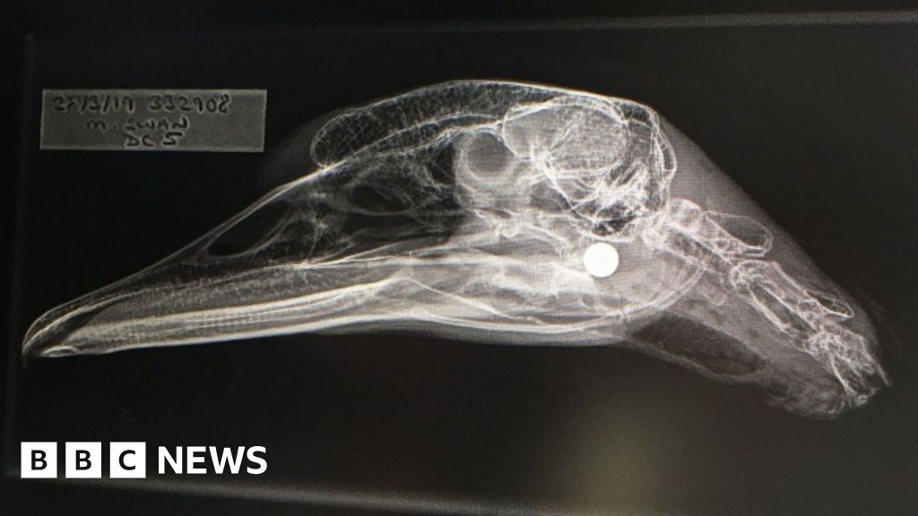 Six swans found decapitated and shot in Llanelli park