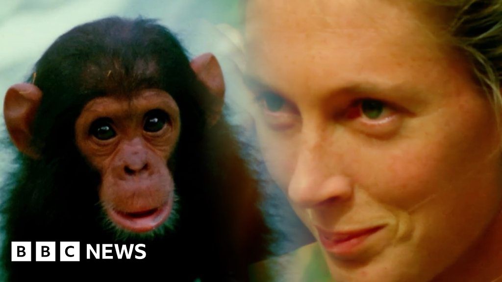 The woman who taught us about chimps - BBC News