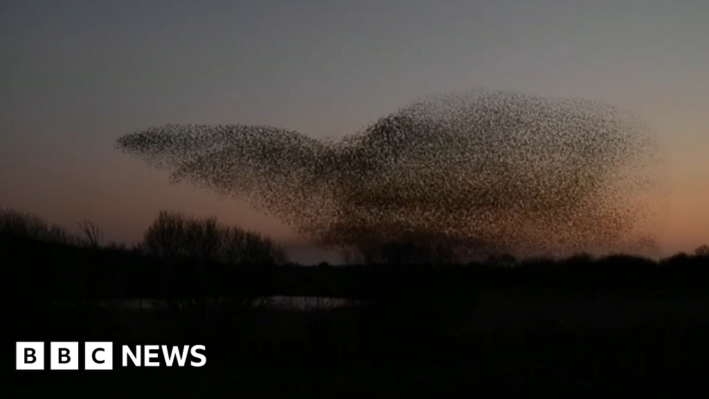 Film-maker captures wonder of starling murmuration - BBC News