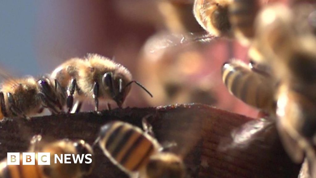 Bees living on top of a London mosque - BBC News
