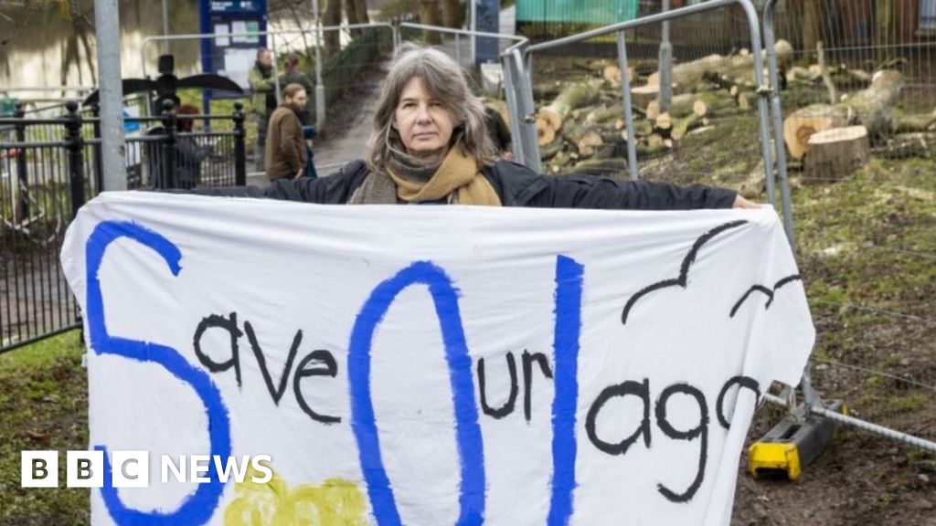 Campaigners angry as trees felled in Lagan flood project - BBC News