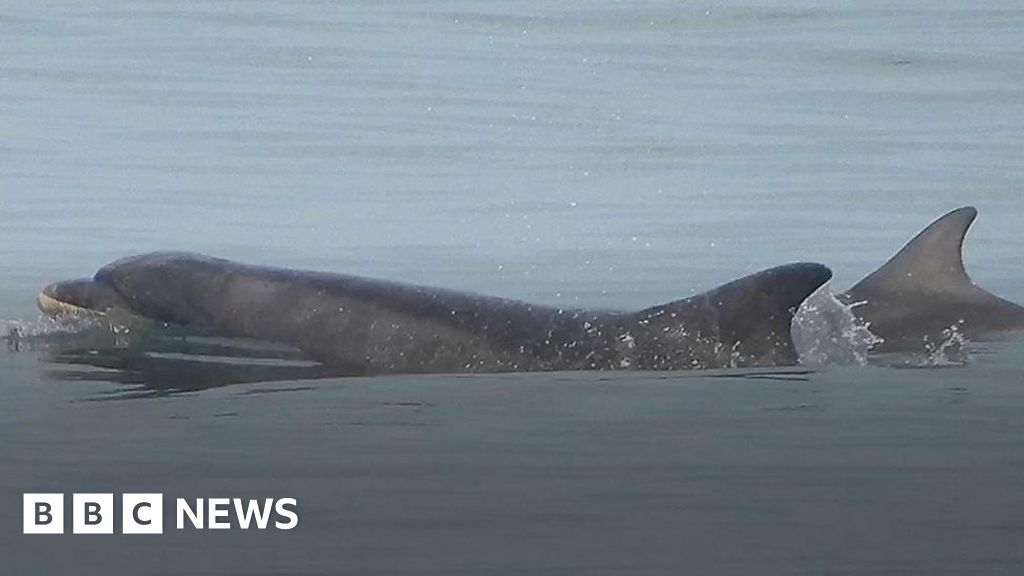 Increase in dolphin sightings near Scarborough coast