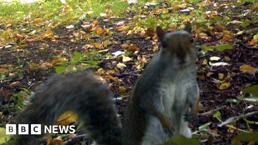 'Animal selfies' caught on camera traps hunting hedgehogs