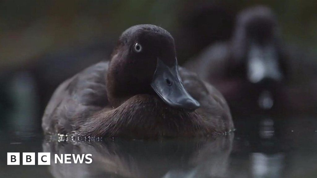 World's rarest bird gets new home in Madagascar - BBC News