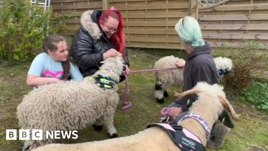 Sheep therapy venture helps girl with brain condition