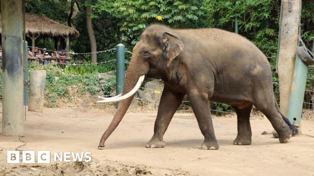Australian zoo sniffs out way to lift elephant's mood - BBC News