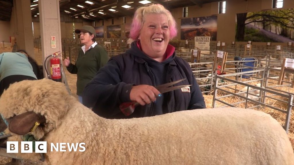 Three Counties Show: Pampering the sheep, the cow and an alpaca - BBC News
