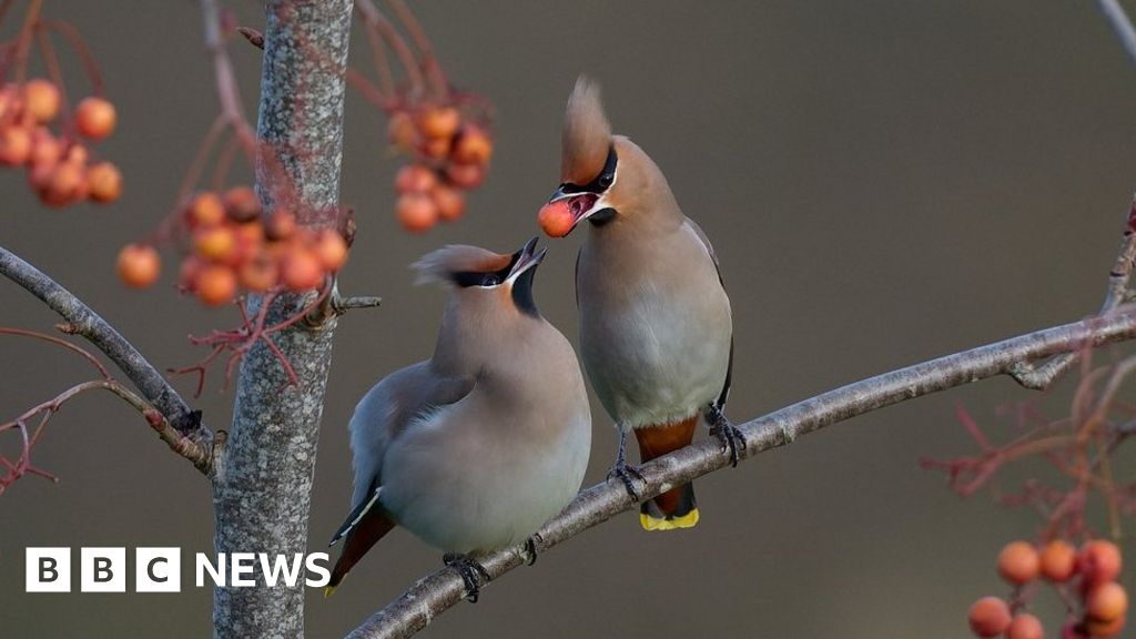 Birdwatchers flock to sightings of waxwings in Corby