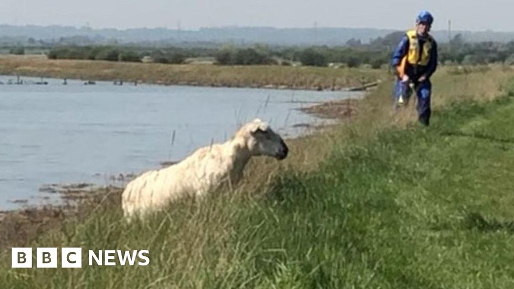 Essex sheep swims to safety during rescue - BBC News