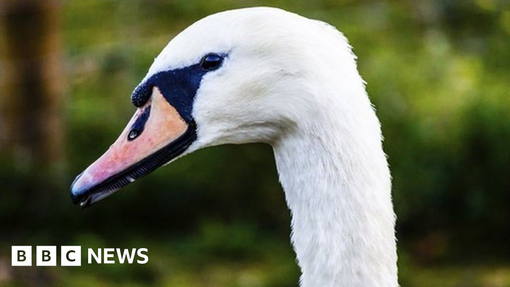 Swan survives 'air gun shot' to head in Windsor attack