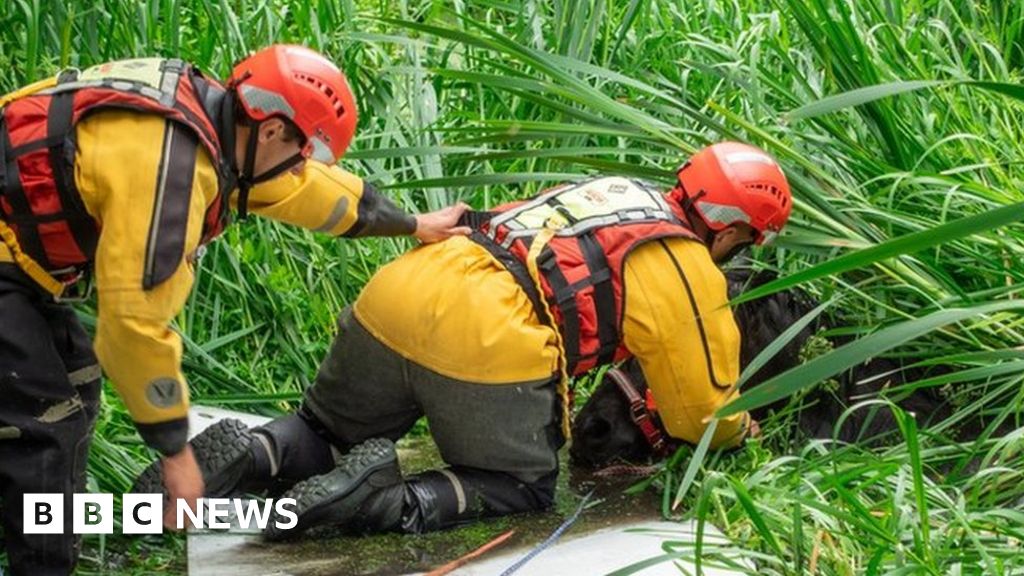 Horse rescued after sinking up to neck in bog - BBC News