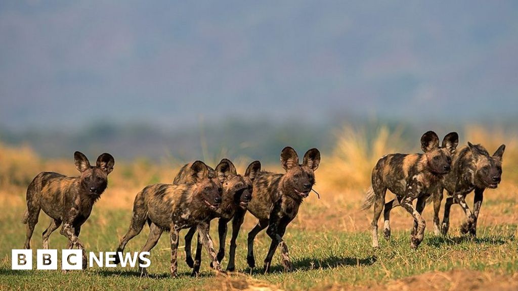 Photographing Africa's 'painted wolves' - BBC News