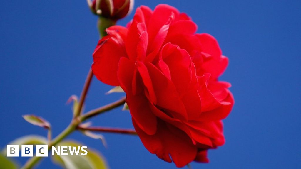 St George's Day 'rose ban' attempt at Stockport market - BBC News