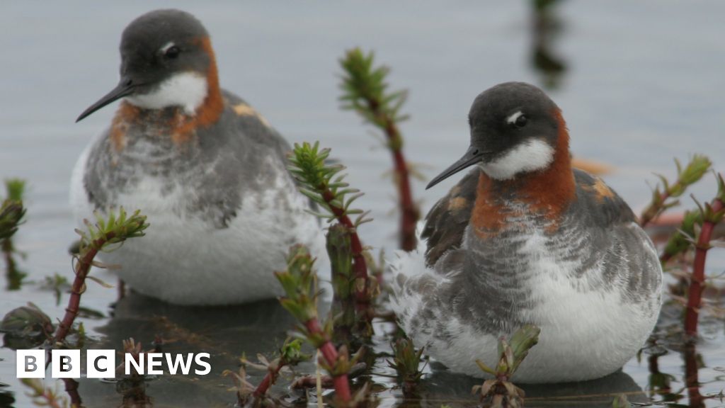 Rare red-necked phalaropes 'best Scottish season in years' - BBC News