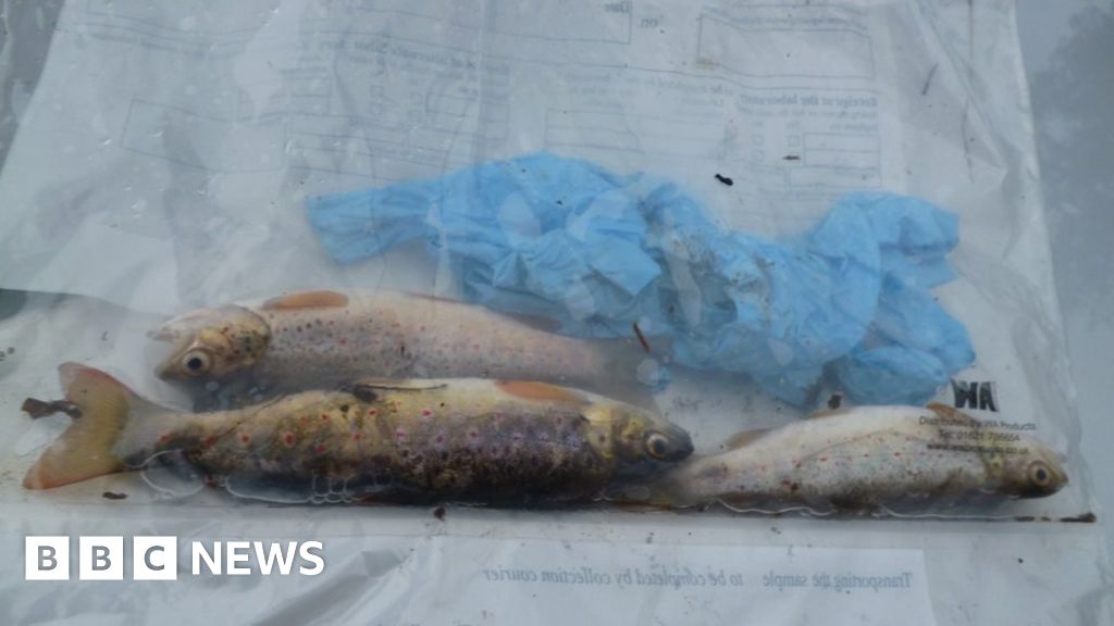 River pollution kills 100 fish at Llangefni, Anglesey - BBC News