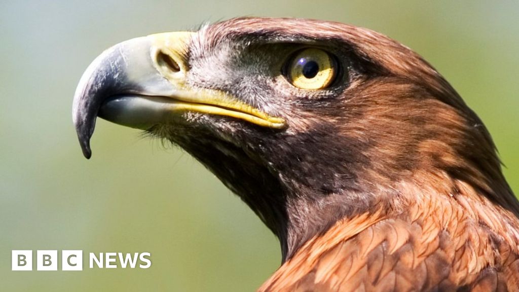 Golden eagle genome study 'a conservation game changer' - BBC News