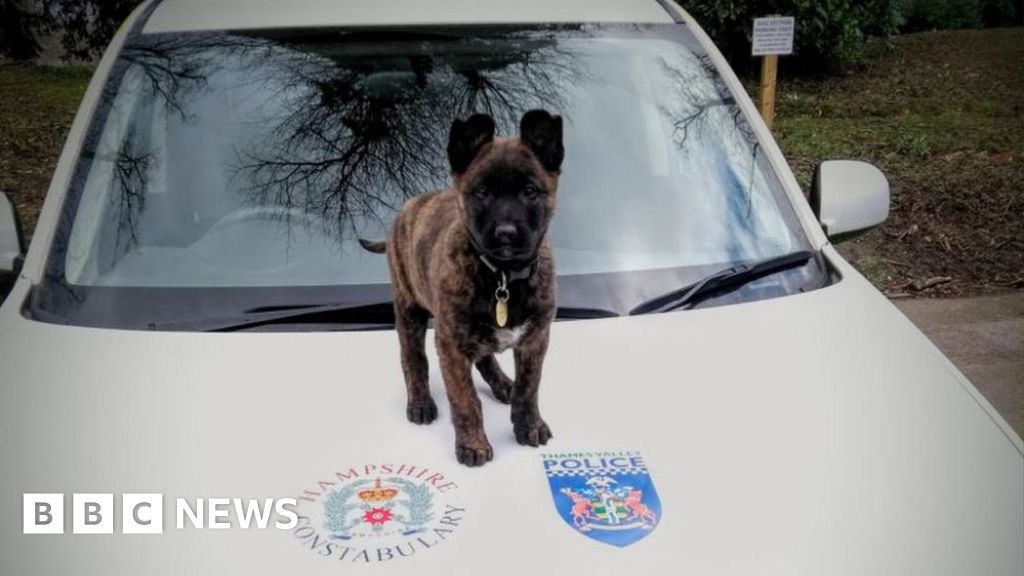 Thames Valley and Hampshire police forces to cut dog unit - BBC News