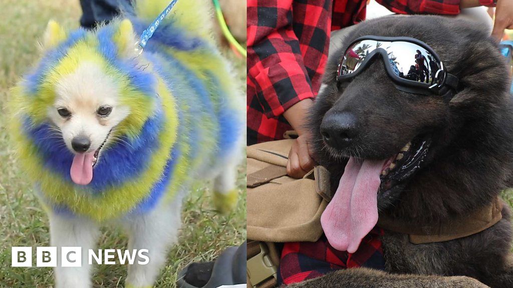 Nigeria; Hundreds of dogs attend the annual dog show in Lagos - BBC News