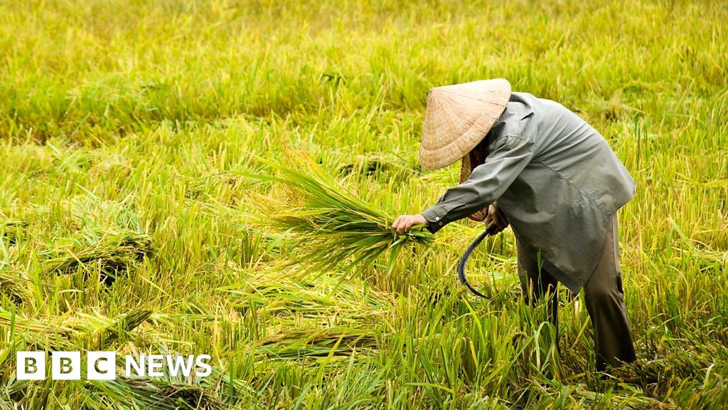 Could an app help protect Vietnam's paddy fields?