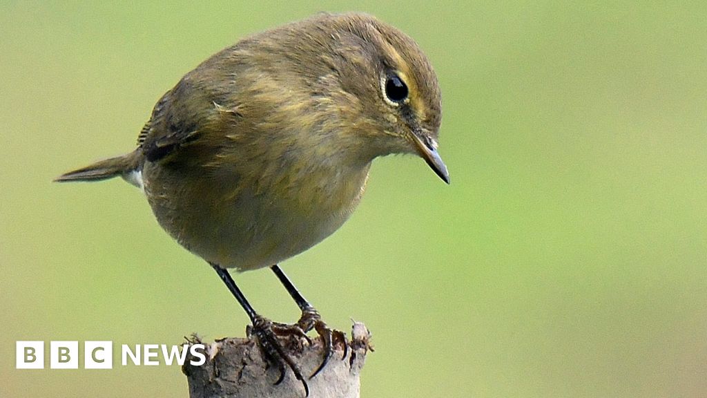 Increase in numbers of Scotland's woodland birds - BBC News