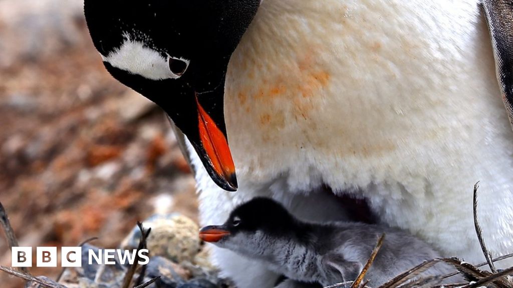 Capturing a year in the life of a penguin colony - BBC News