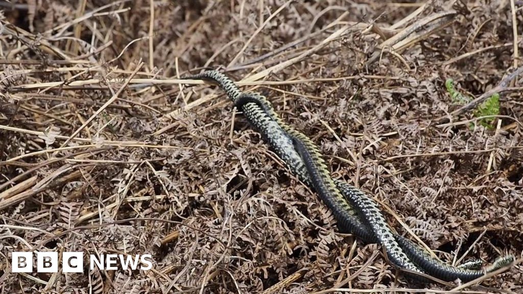 Snakes on plains tracked via radio signals - BBC News