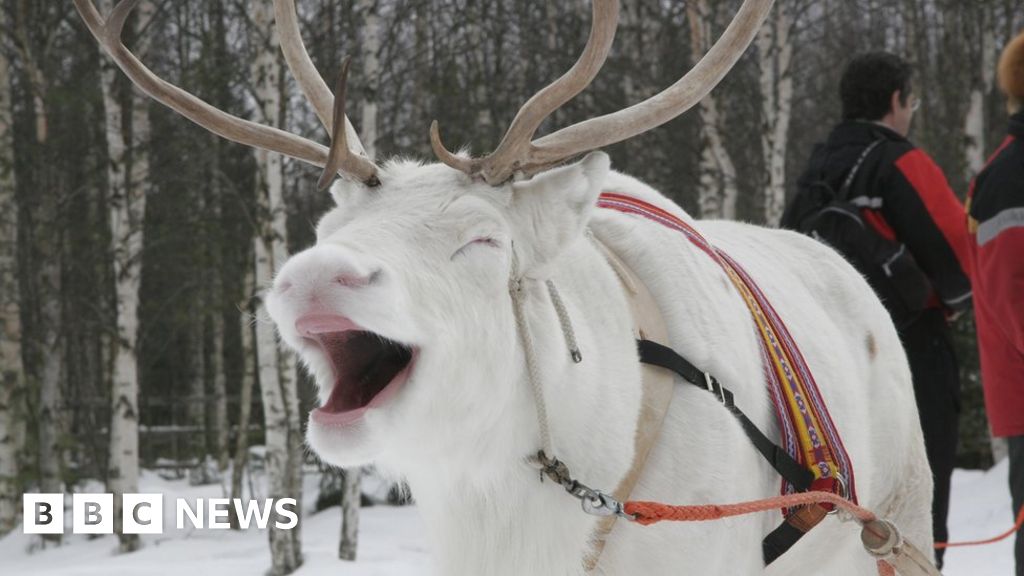 Rare but conspicuous: Your photos of white reindeer - BBC News