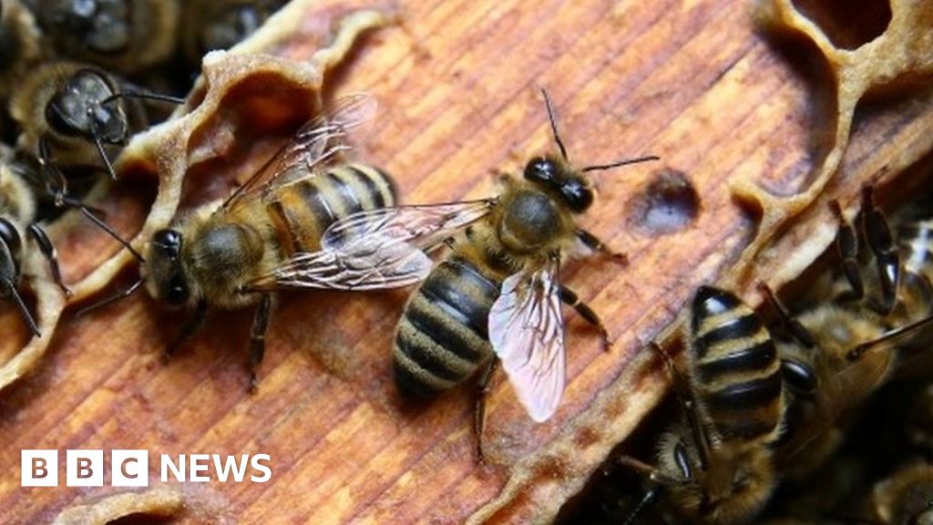 Thousands of bees swarm on Exmoor - BBC News
