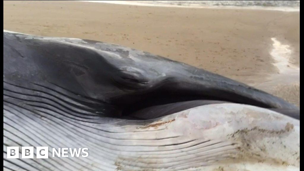 Fin whale washed up on beach in Norfolk - BBC News