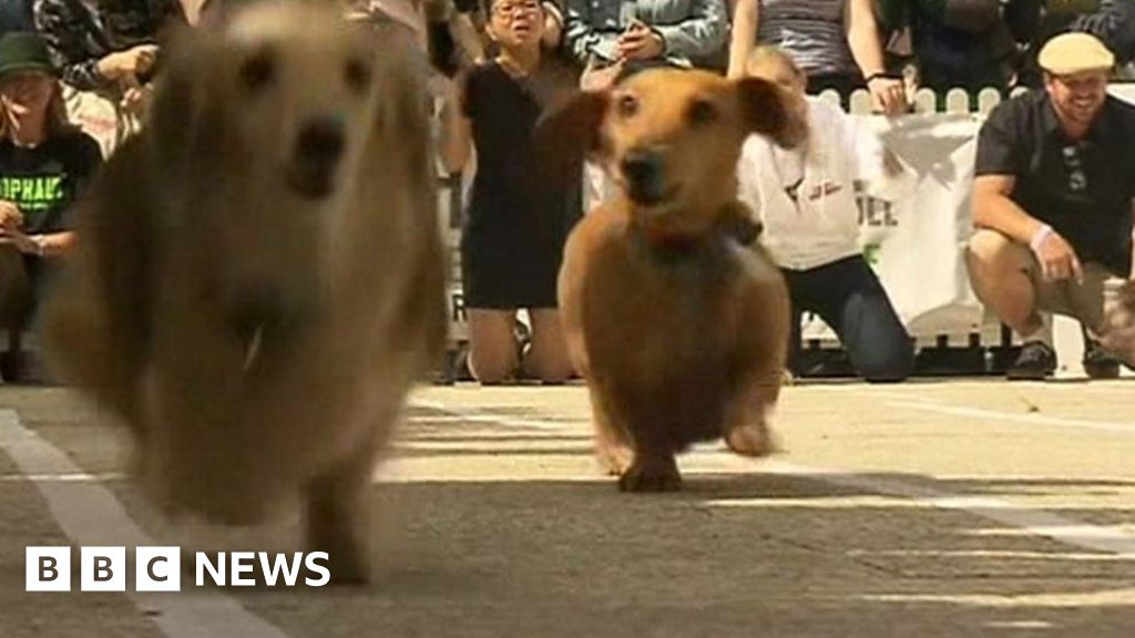 Everyone's a wiener - BBC News