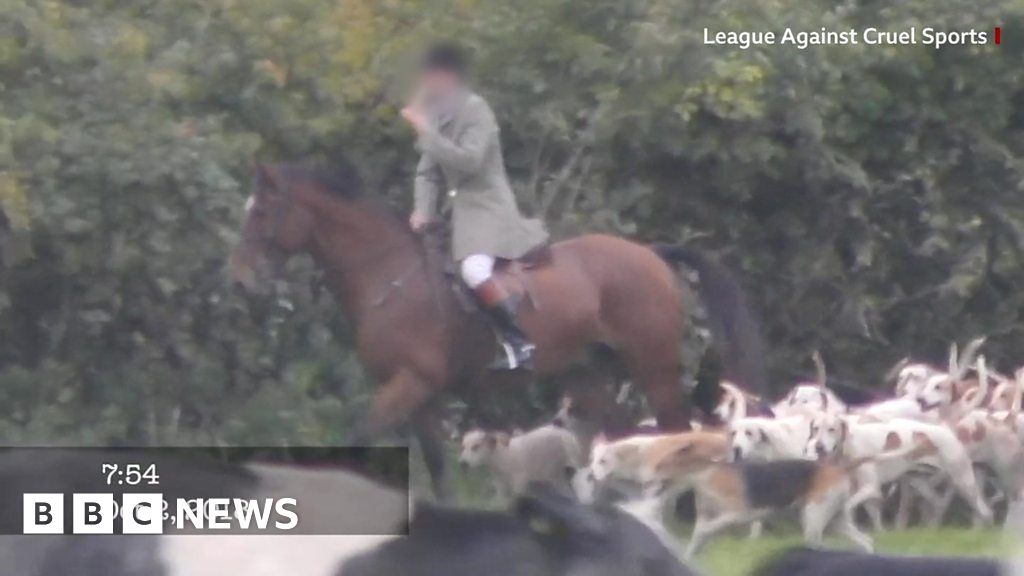 Police question pair over 'fox cub hunting' video - BBC News