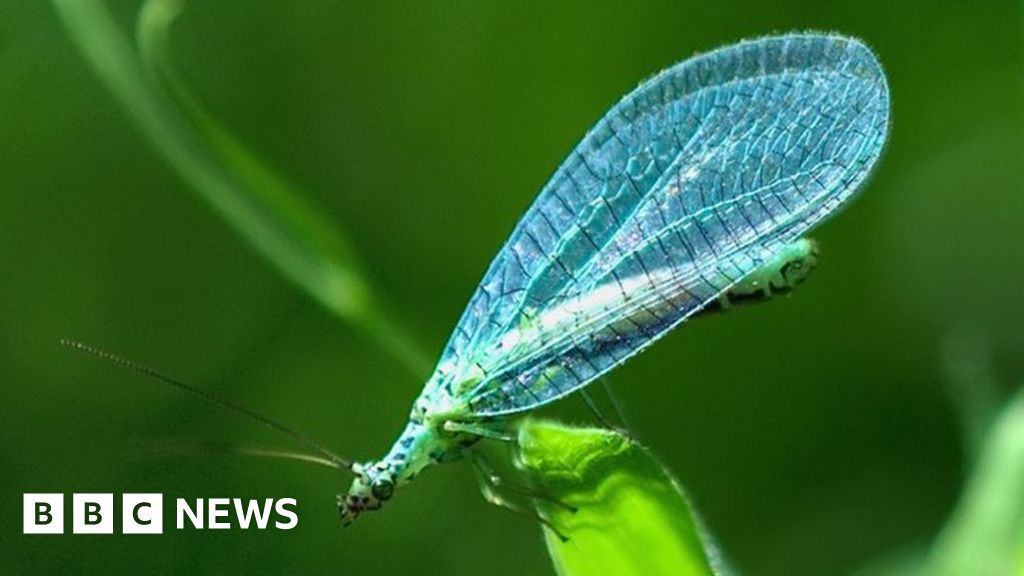Flying insects in Kent decline by more than 70%, study finds - BBC News