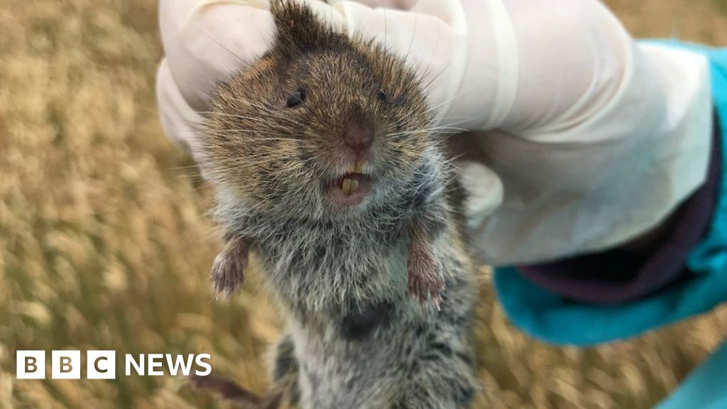 'Giant' vole discovered during study on Guernsey