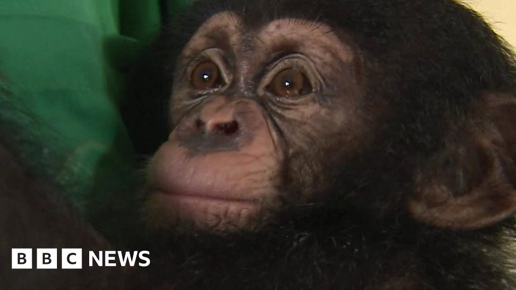 Baby chimp thriving after rescue from traffickers - BBC News
