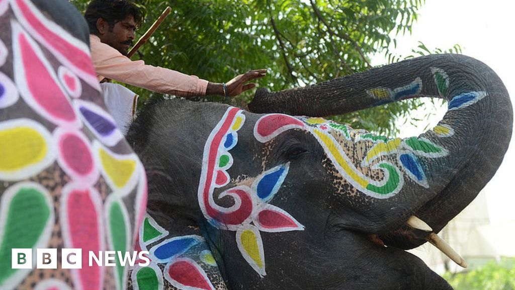 India elephants' 1,900-mile train journey suspended after protest - BBC ...